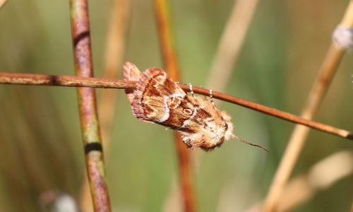Euros cervina · iNaturalist