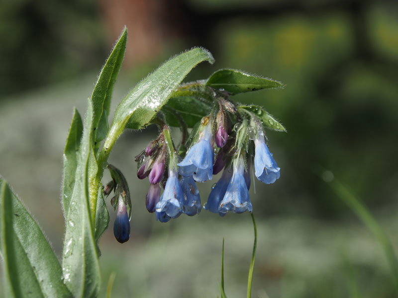 Bluebells from Colorado 80517, USA on May 26, 2017 at 04:05 PM by ...