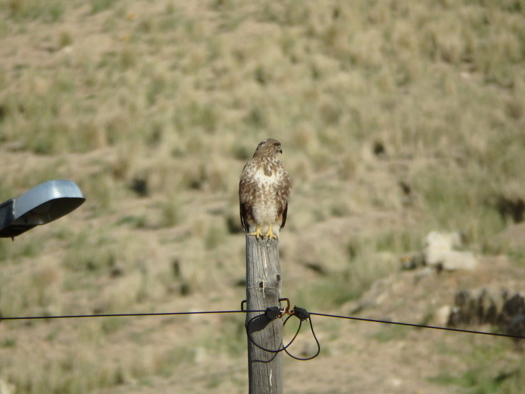 Common Buzzard from Porto Santo, Madeira, Portugal on January 8, 2018 ...