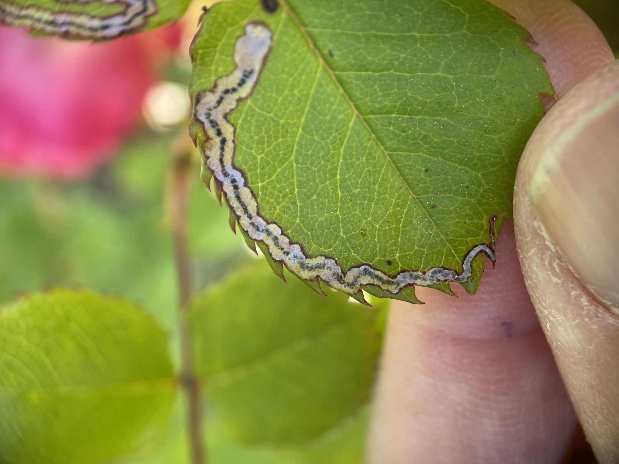 Stigmella centifoliella (Zeller, 1848) Beirne, 1945