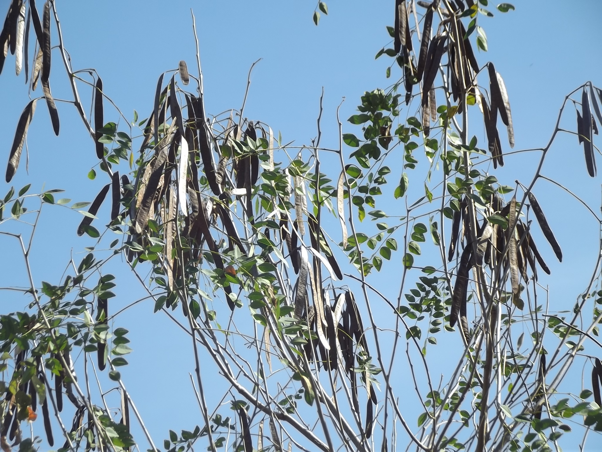 Leucaena lanceolata S.Watson