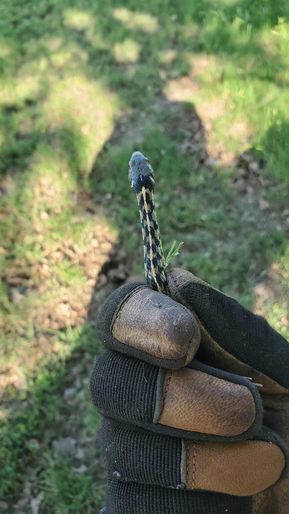 Checkered Garter Snake from Callahan County, TX, USA on May 8, 2021 at ...