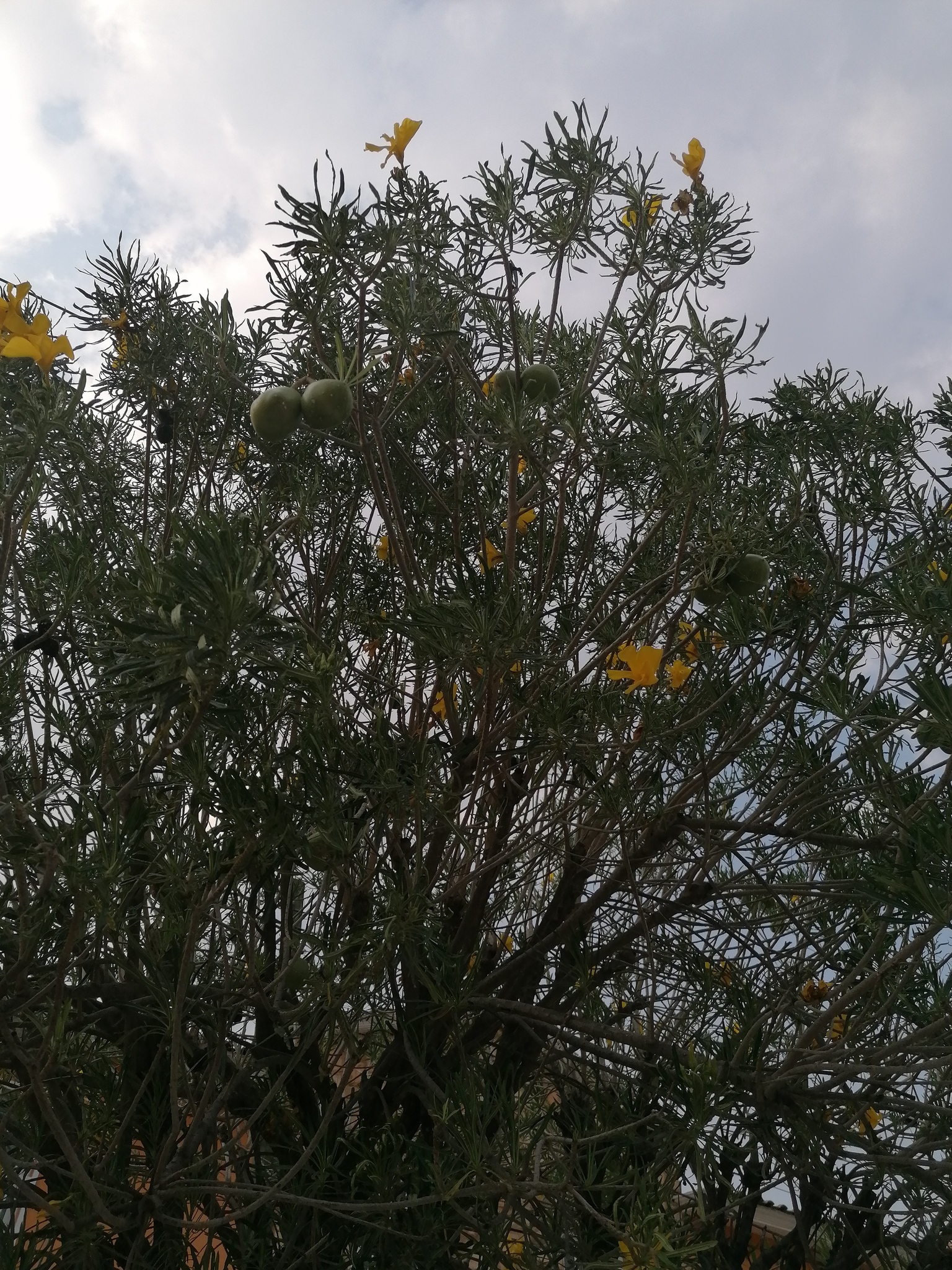 Cascabela thevetioides (Kunth) Lippold