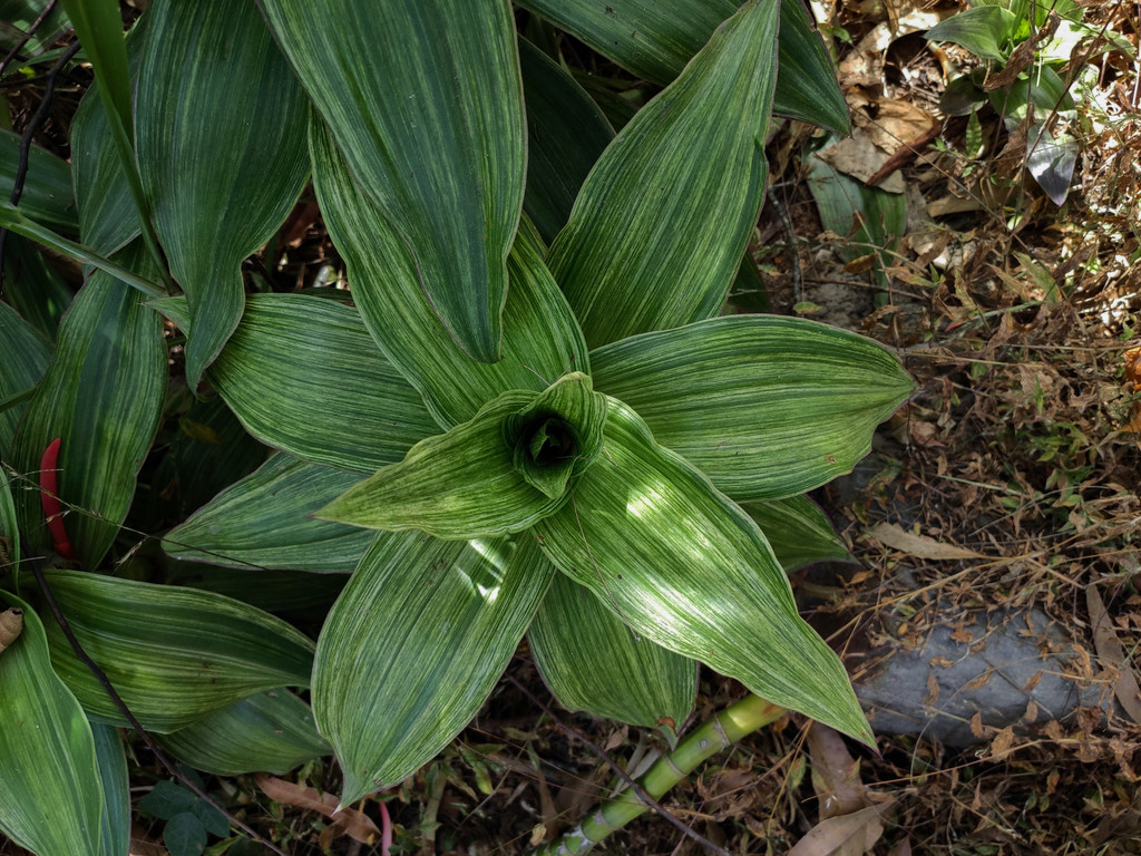 False Bromeliad Plant from Via Quebrada Sunungo, Vilcabamba 110119 ...