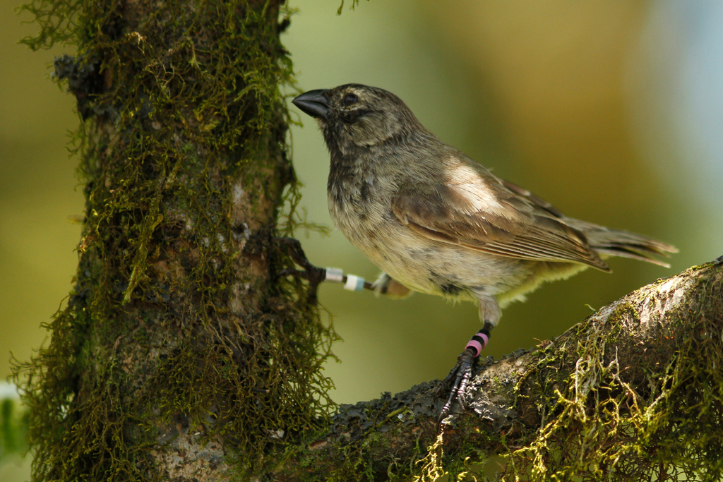Large Tree-Finch in March 2017 by Julien Renoult · iNaturalist