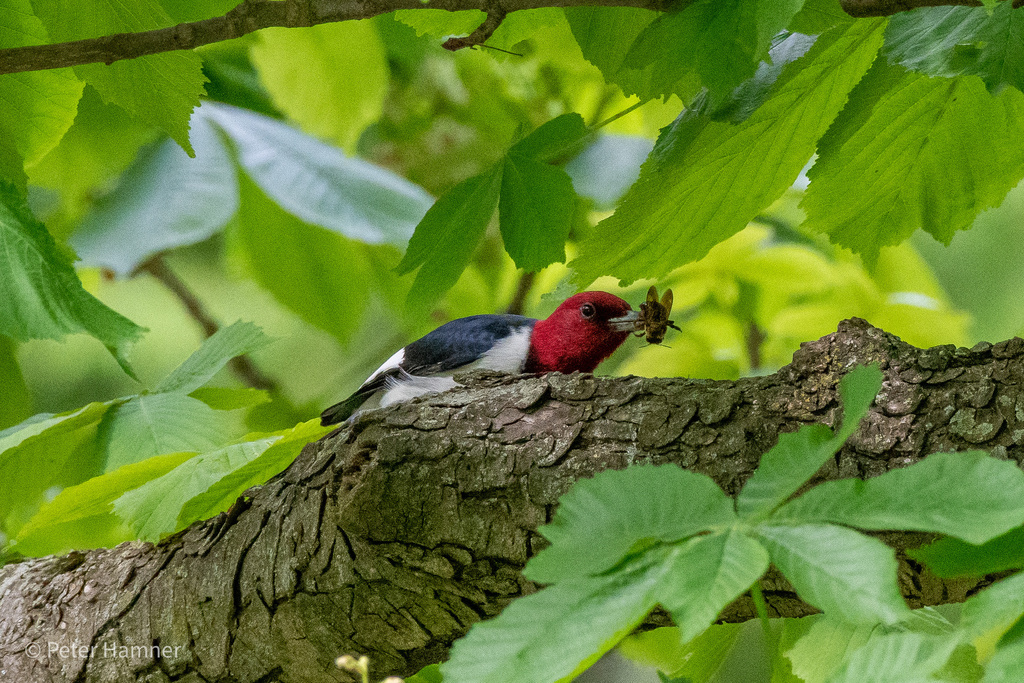 Eastern Carpenter Bee from Franklin Delano Roosevelt Park, Philadelphia ...