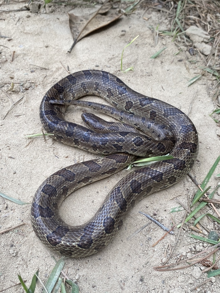 Prairie Kingsnake in May 2021 by Grover J. Brown · iNaturalist