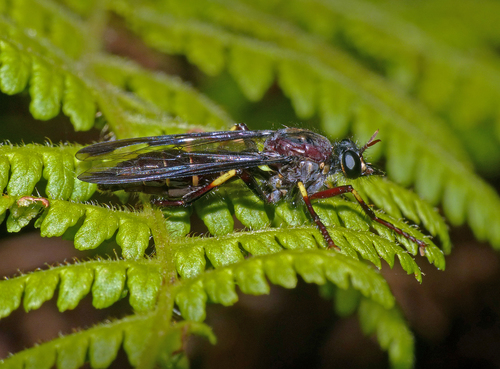 Thor Assassin Fly (Daptolestes bronteflavus) · iNaturalist