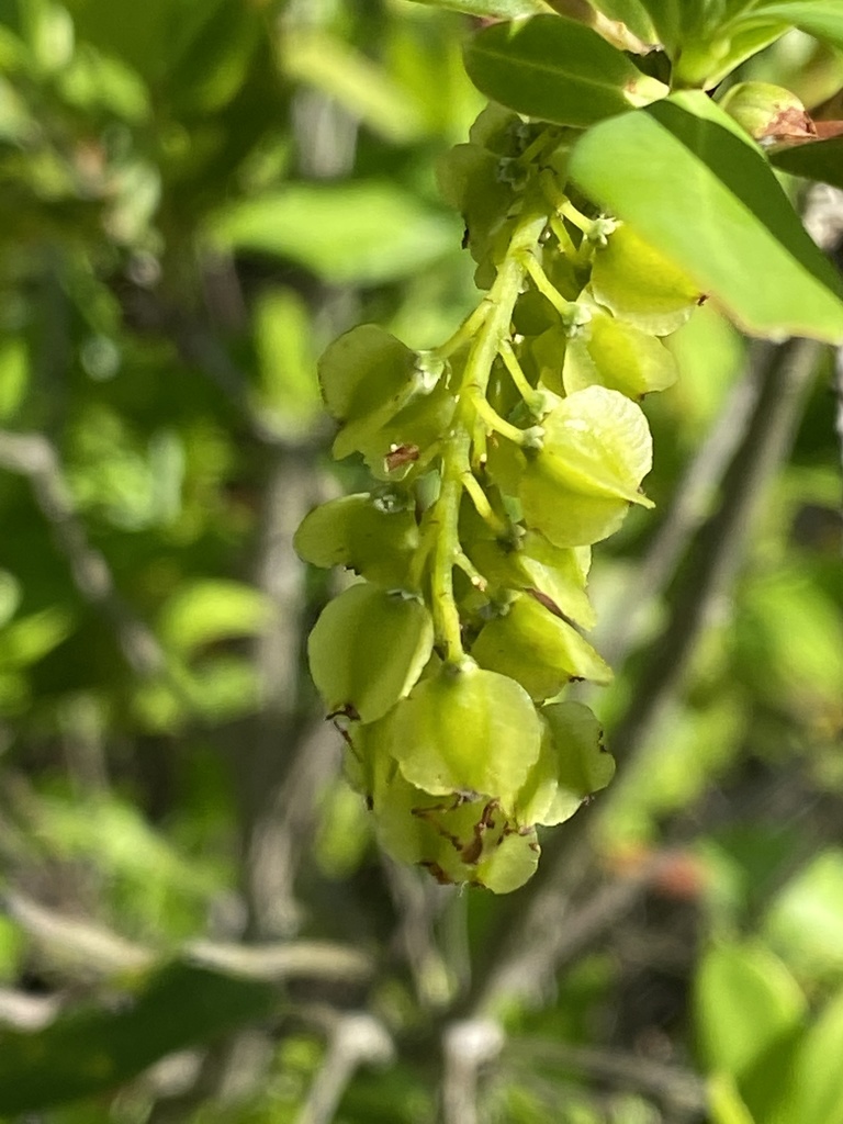 cyrilla family (Cyrillaceae) - Botanical Realm