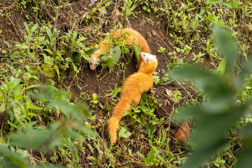 Typical weasels (Mustela) - Know Your Mammals