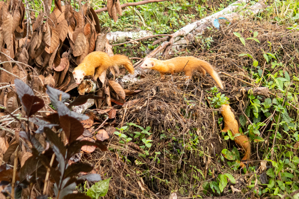 Malay Weasel from Sungai Penuh, Sungai Penuh City, Jambi, Indonesia on ...