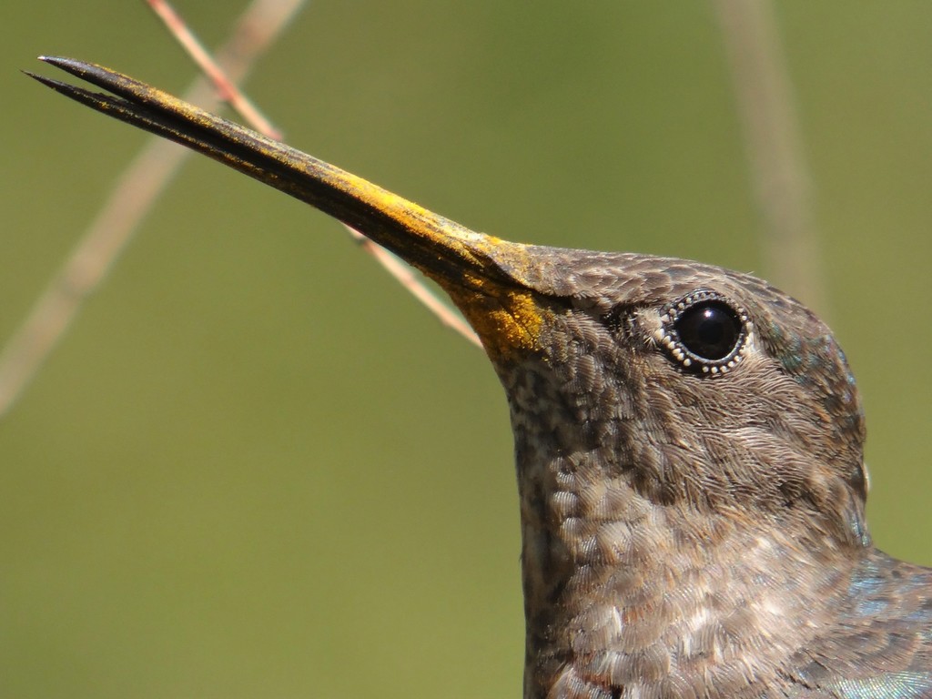Giant Hummingbird from Pirque, Región Metropolitana, Chile on December ...