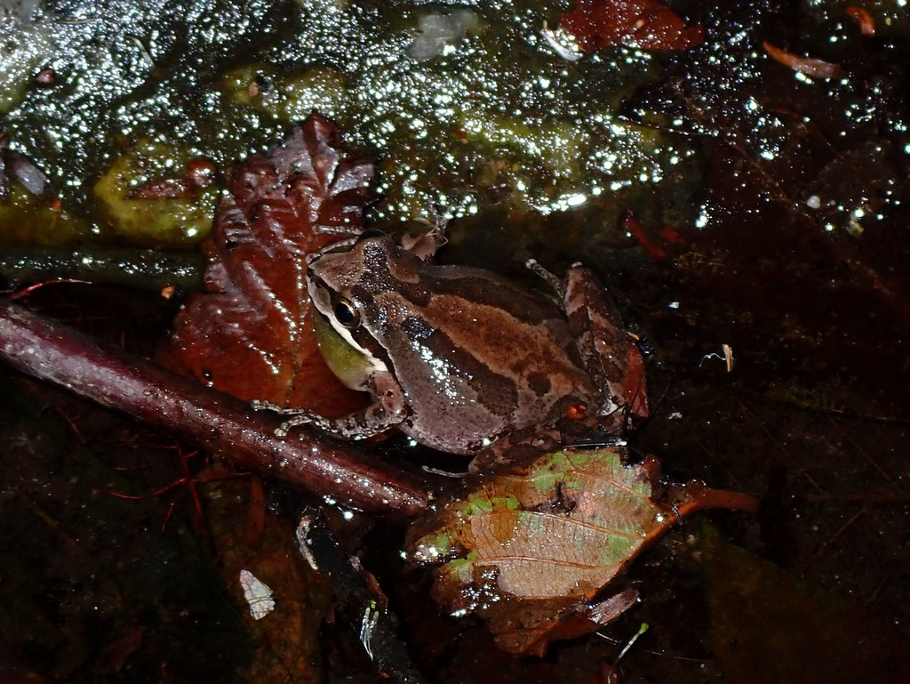 Baja California Tree Frog from Los Angeles, California, United States ...