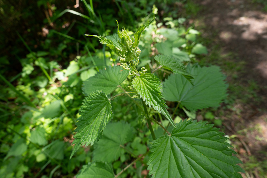 American stinging nettle from Whatcom, Washington, United States on May ...