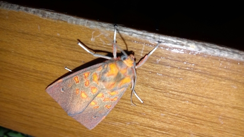 Melese monima · iNaturalist