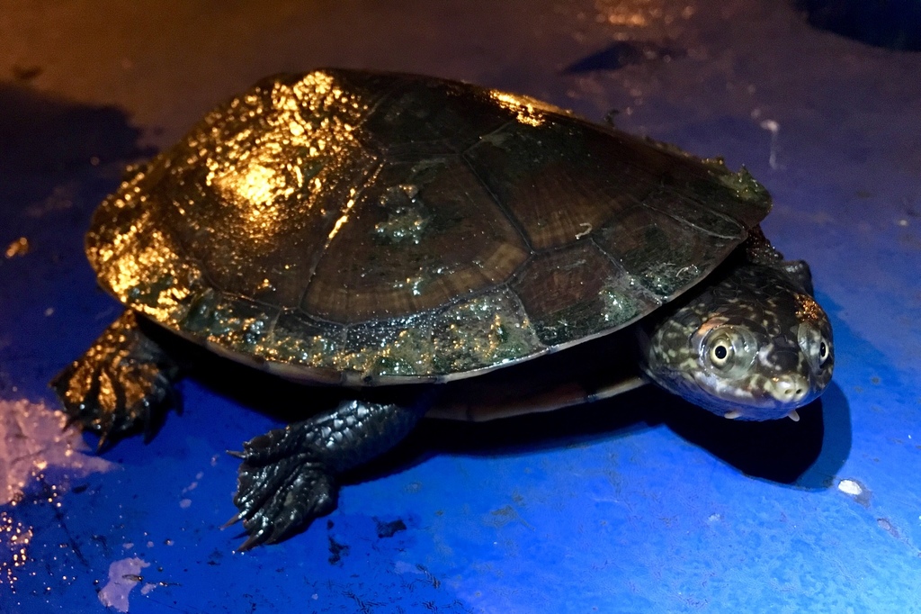 Gibba Toad-headed Turtle from Restrepo, Meta, Restrepo, Meta, CO on ...