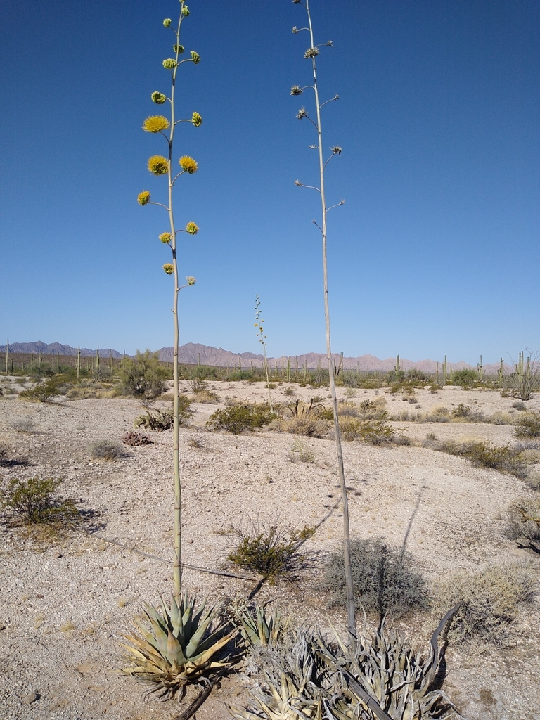 simple desert agave from Yuma County, AZ, USA on May 9, 2021 at 08:23 ...