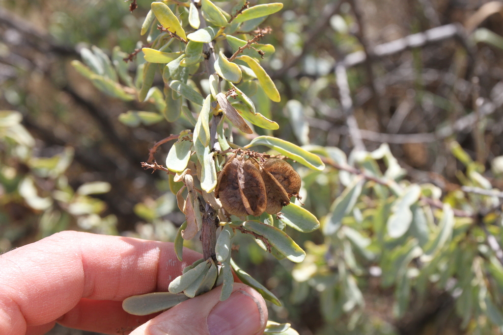 Sweet Seacoral from Farm Nomtsas, Hardap Region, Namibia on April 29 ...