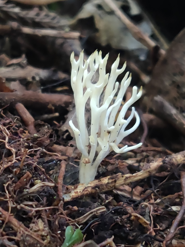 Coral Fungi from South Wairarapa District, Wellington, New Zealand on ...