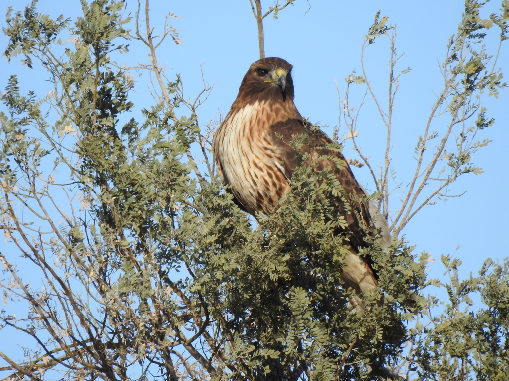 Red-tailed Hawk from Oquitoa, Son., México on January 30, 2021 at 04:30 ...
