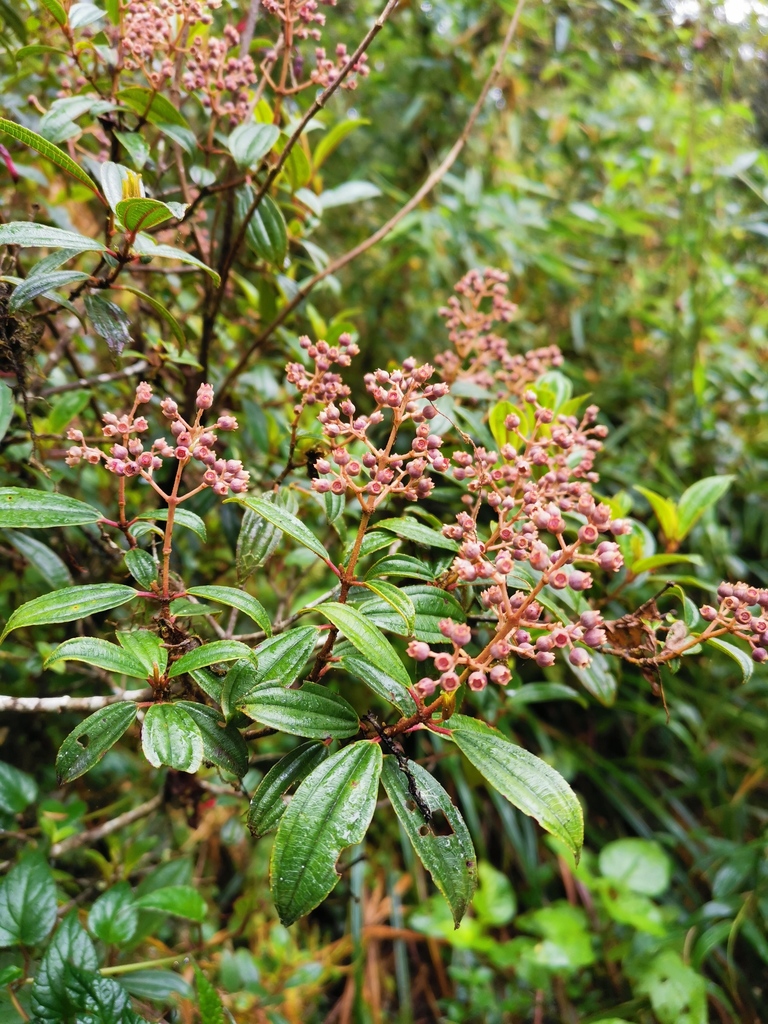 Miconia from San José, Copey, Costa Rica on May 08, 2021 at 02:56 PM by ...