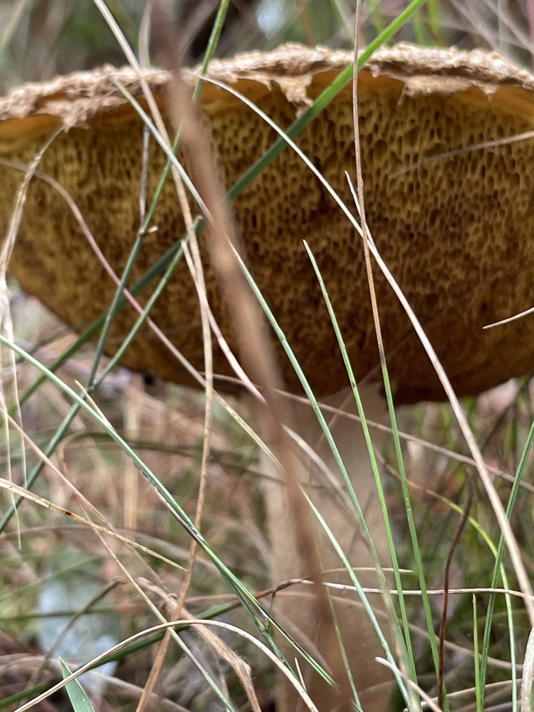 Boletellus from Frankston VIC, Australia on May 10, 2021 at 02:51 PM by ...