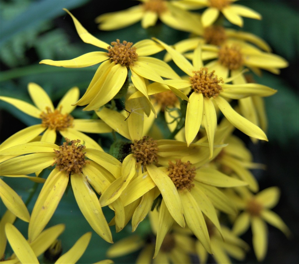 Senecio vagus from Toroa Rd, Mount Dandenong VIC 3767, Australia on ...