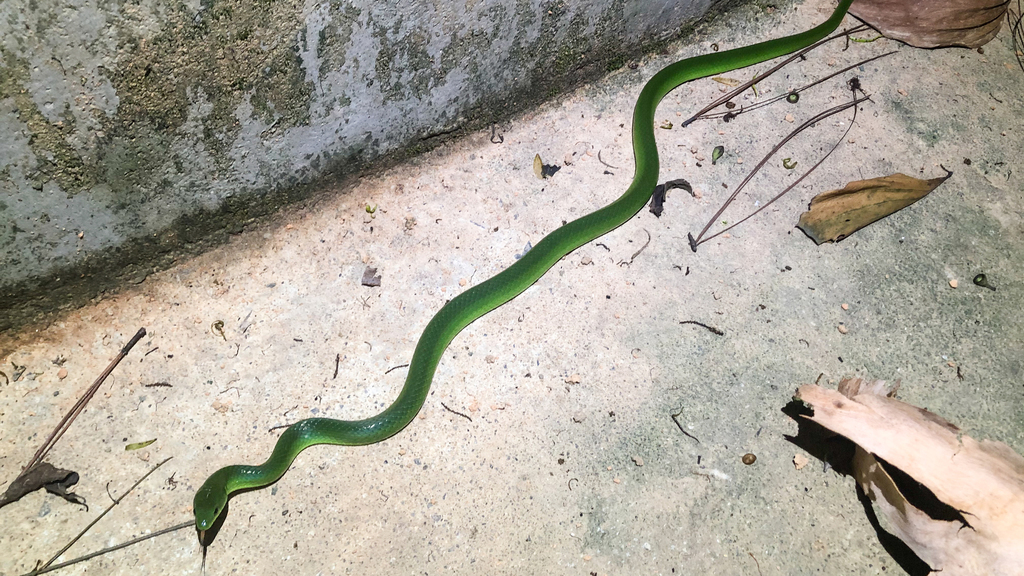 Chinese Green Snake from 中国广东省广州市白云区 on May 8, 2021 at 08:05 PM by ...