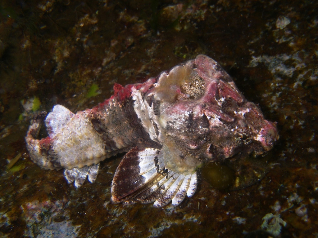 Rockhead (Bothragonus swanii) - Marine Life Identification