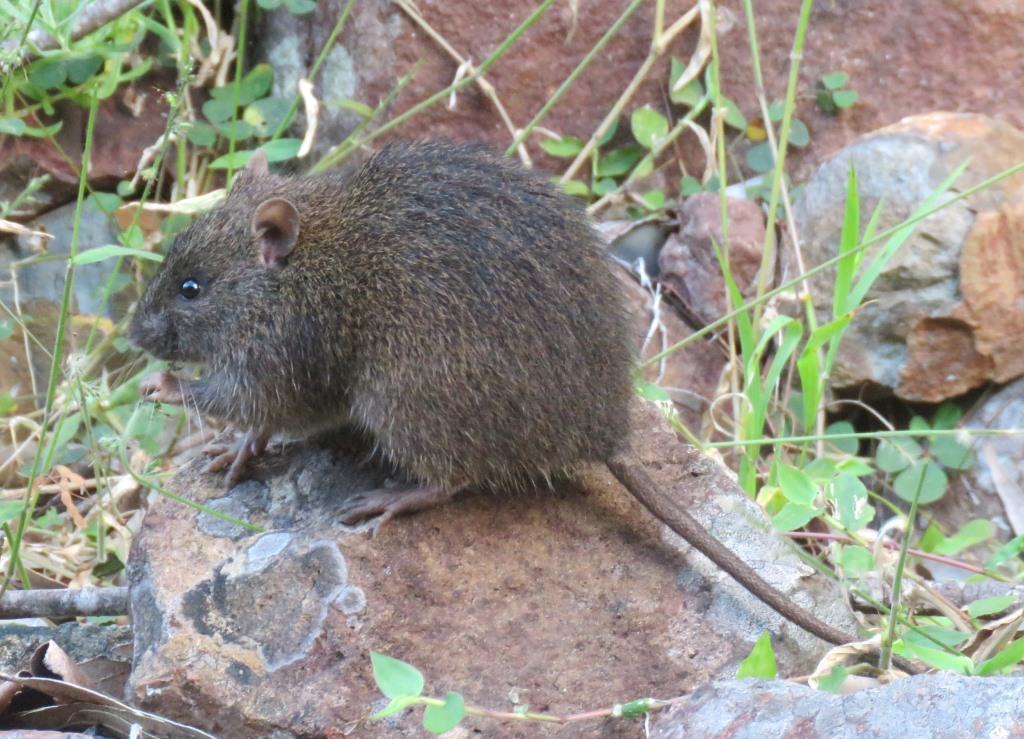 Australian Swamp Rat (Rattus lutreolus) - Know Your Mammals