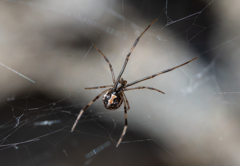 Redback Spider from Little Valley, New Zealand on April 25, 2021 at 11: ...