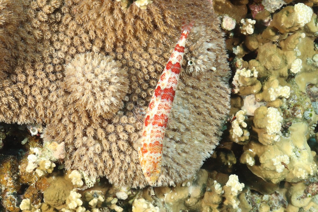 Variegated Lizardfish from Lizard QLD 4892, Australia on April 16, 2021 ...