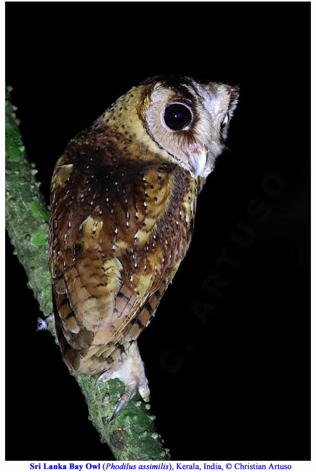 Sri Lanka Bay Owl (Phodilus assimilis) - Avian Discovery
