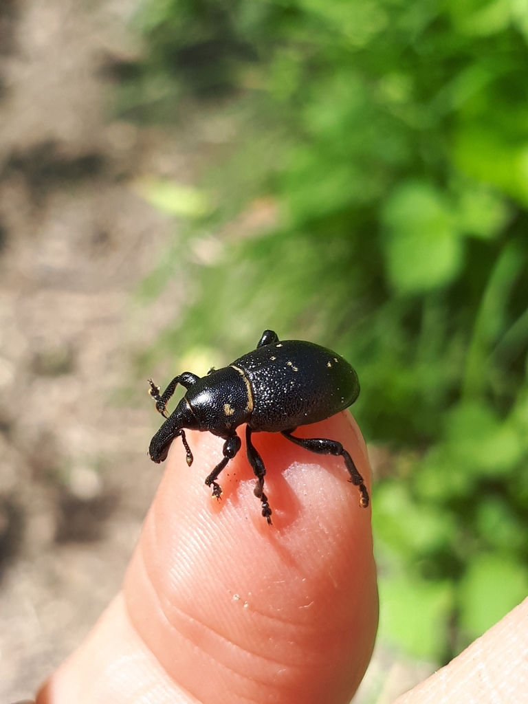 Liparus coronatus from Schloss Frankenberg, 97215 Weigenheim, Germany ...