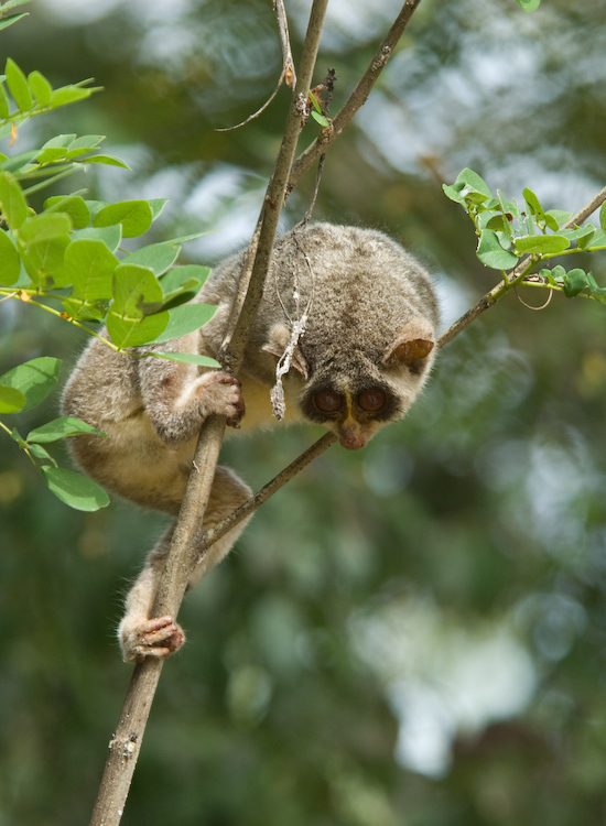 Slender Lorises (Loris) - Know Your Mammals