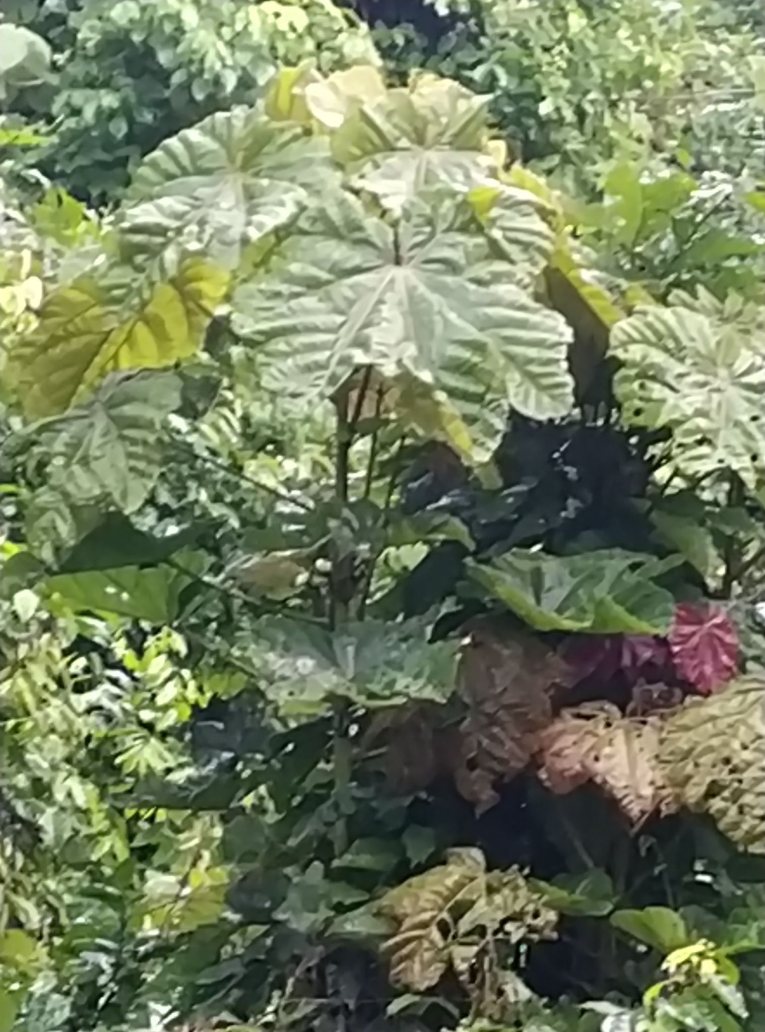 Cola gigantea A.Chev.