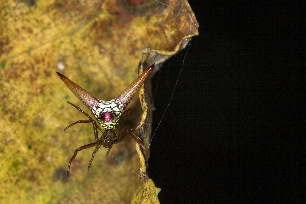 Micrathena militaris from Independencia Province, Dominican Republic on ...