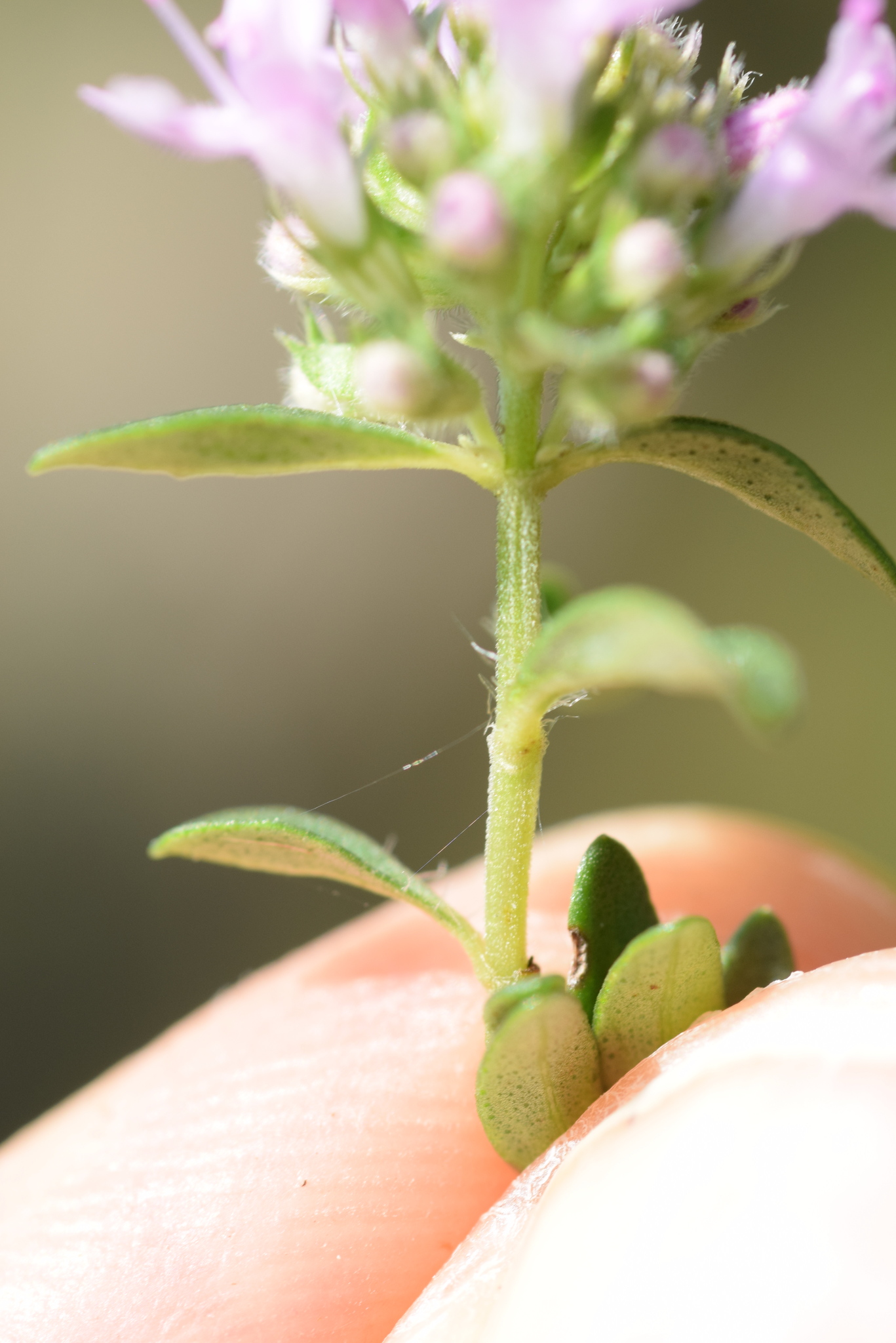 Thymus longicaulis C.Presl