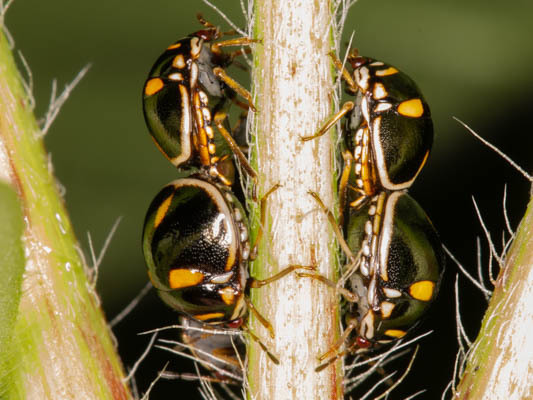 Coptosoma from Ngamiland East, Botswana on February 19, 2021 at 03:56 ...