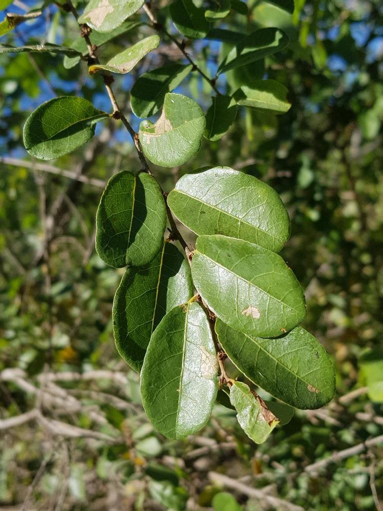 Potato Bush from Entokozweni, 1214, South Africa on May 10, 2021 at 10: ...