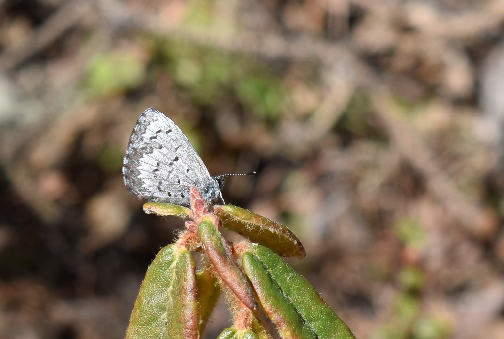 Northern Azure from Division No. 16, SK, Canada on May 09, 2021 at 11: ...
