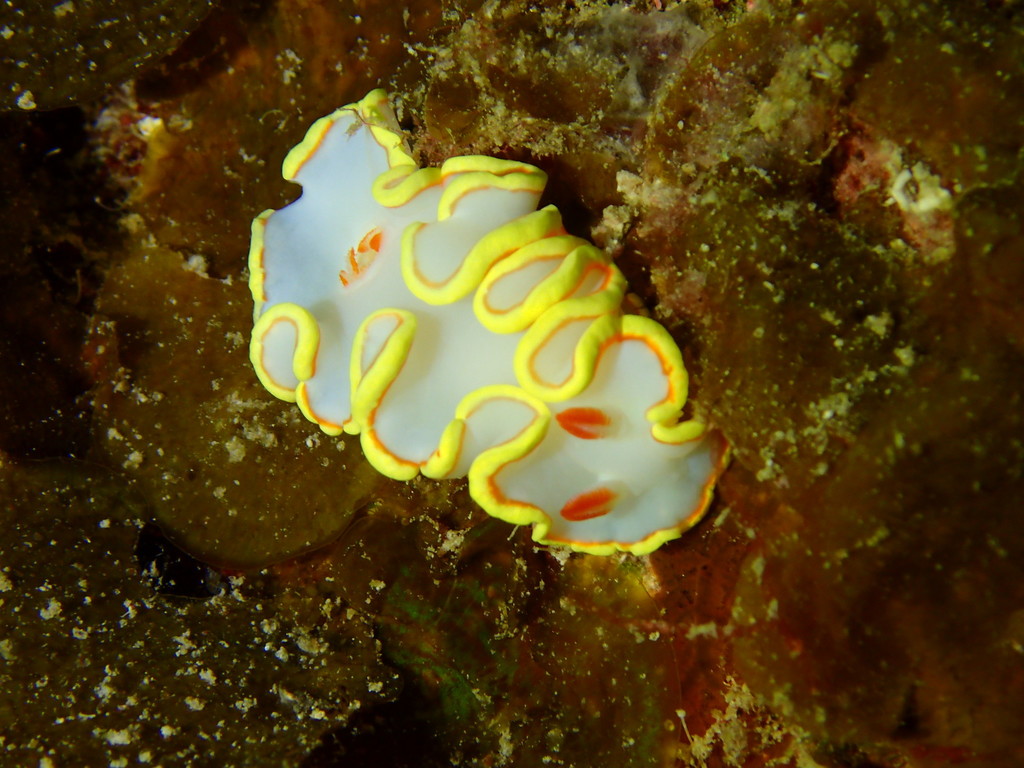 Red-tipped Sea Goddess from Tunnel Rock dive site on April 14, 2021 at ...