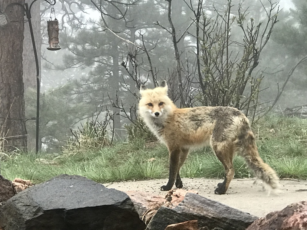 Red Fox from Alpine Ave, Golden, CO, US on May 10, 2021 at 09:01 AM by ...