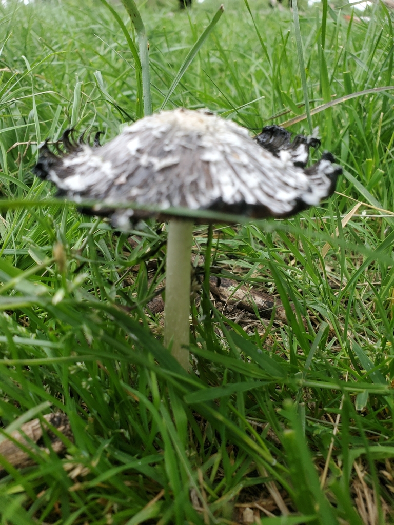 inky caps from Sanger, TX 76266, USA on May 10, 2021 at 09:54 AM by ...