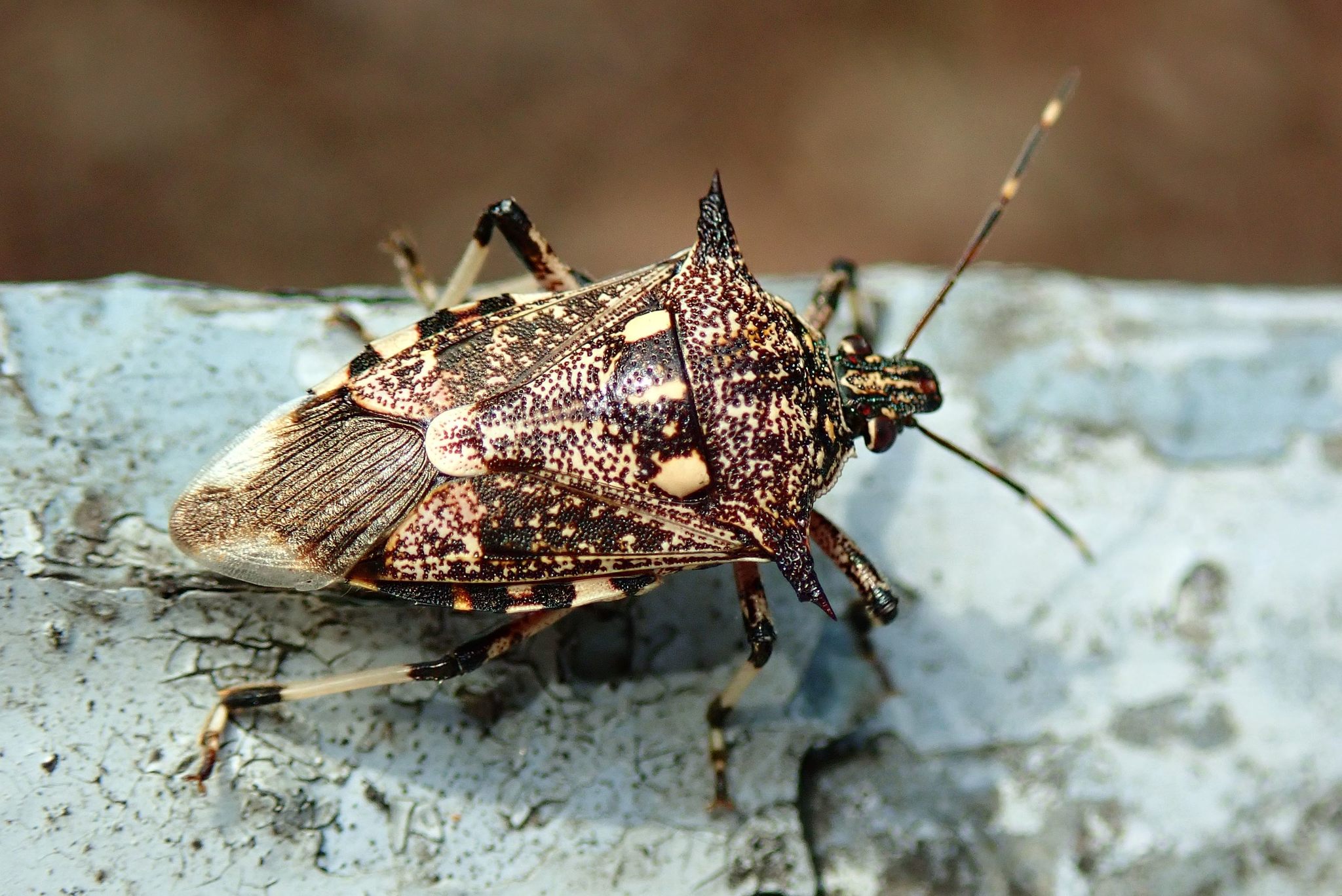 Eocanthecona furcellata (Wolff, 1811)