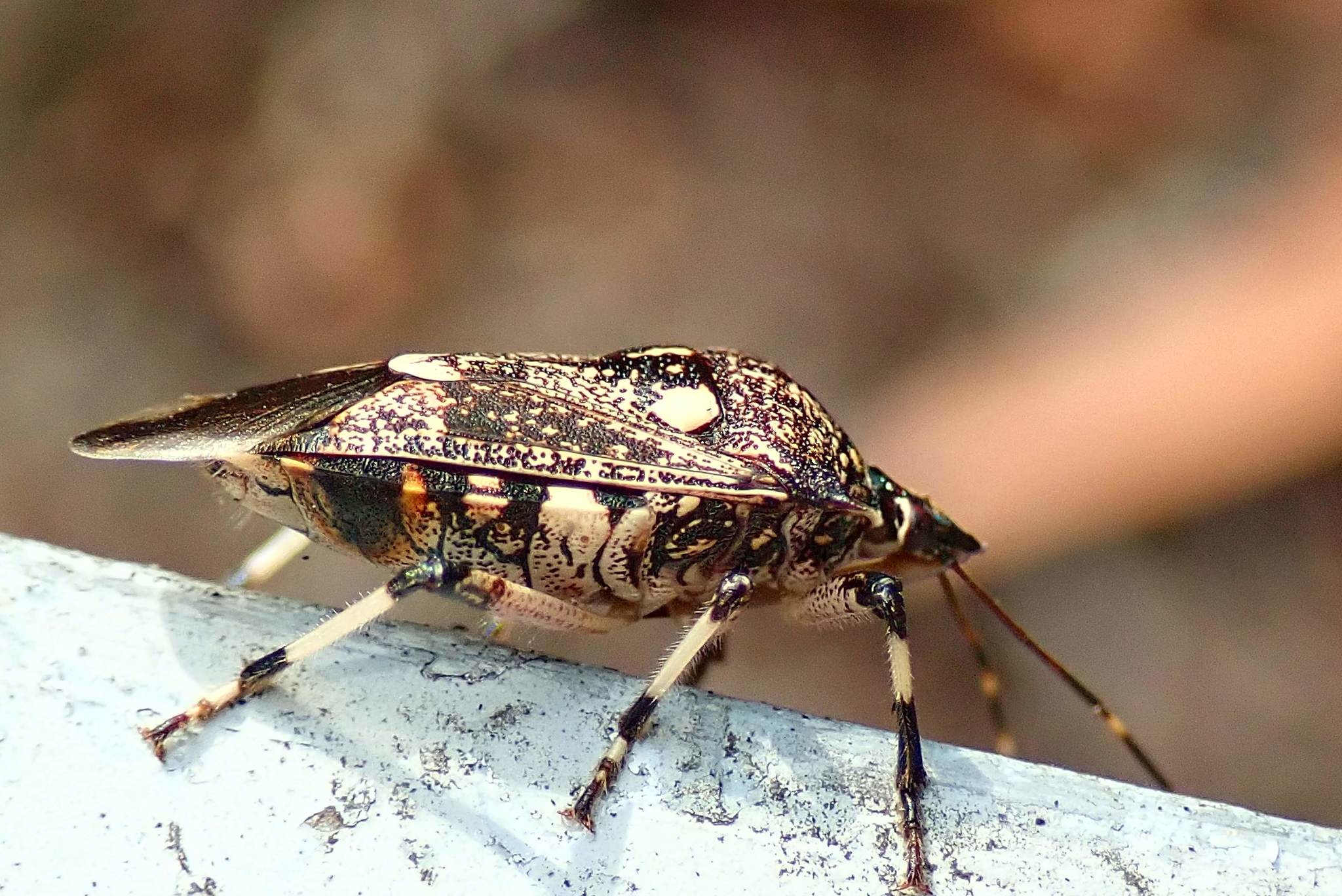 Eocanthecona furcellata (Wolff, 1811)