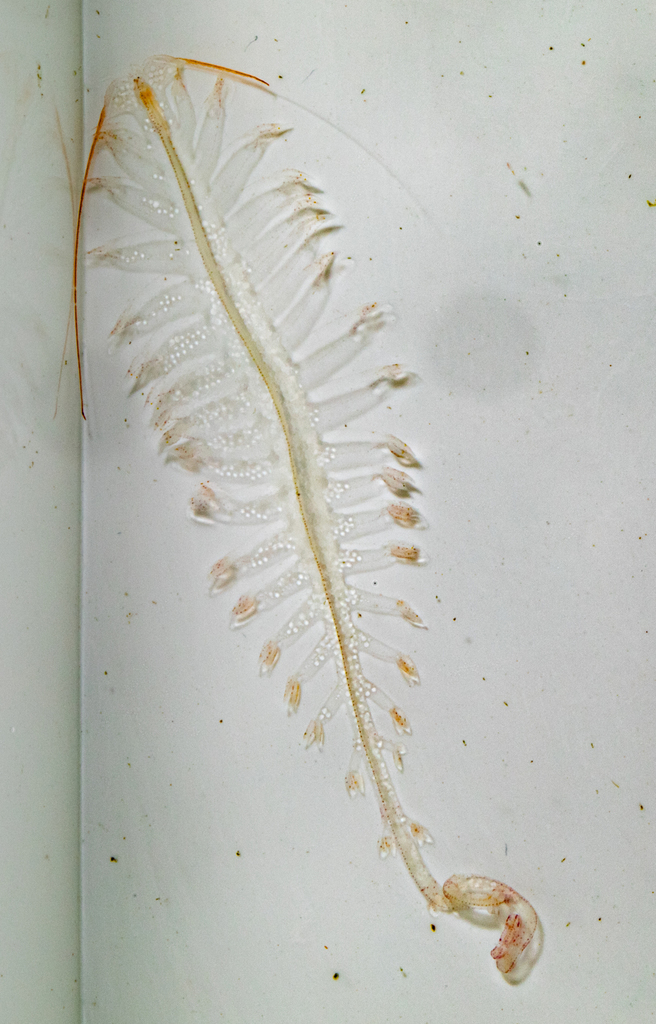 Tomopteris helgolandica from Beverly, MA, USA on May 9, 2021 at 04:47 ...