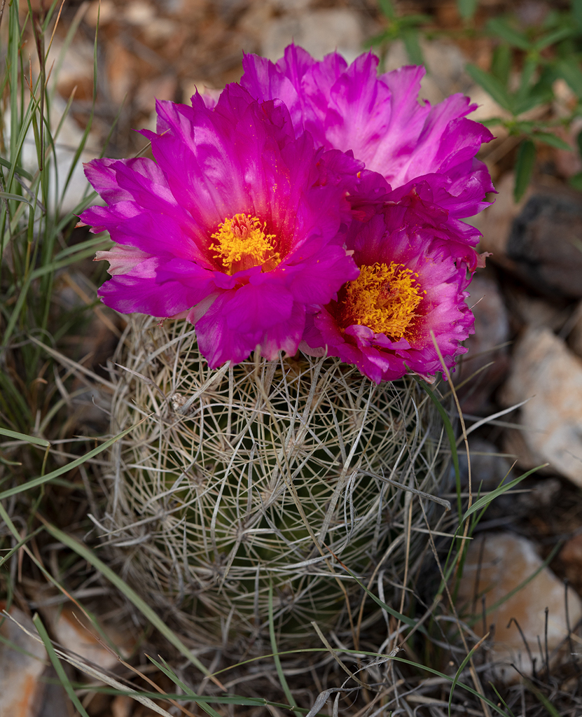 Thelocactus bicolor flavidispinus in June 2019 by Richard Reynolds ...