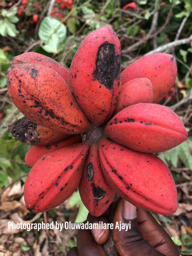 (Cola lepidota) - Botanical Realm