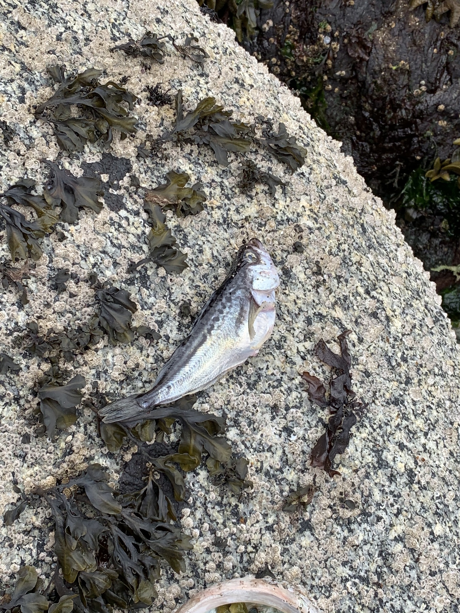 Trichodon trichodon (Tilesius, 1813)